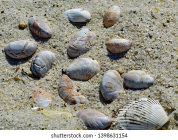 Seashells On Beach Cape Cod Stock Photo 1398631154 | Shutterstock
