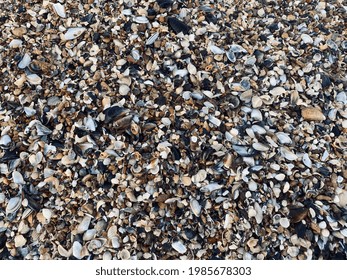 Seashells Small Sea Shells Background Tiny Stock Photo 1985678303 ...