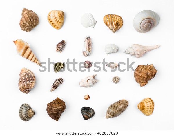 Seashells White Background Stock Photo (Edit Now) 402837820