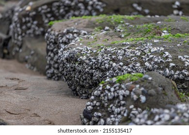 2,583 Attached Shells Images, Stock Photos & Vectors | Shutterstock