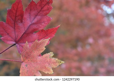 Stock Photo and Image Portfolio by Rachel Dombrowski | Shutterstock