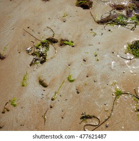 Seaweed Beach Texture Stock Photo 477621487 | Shutterstock