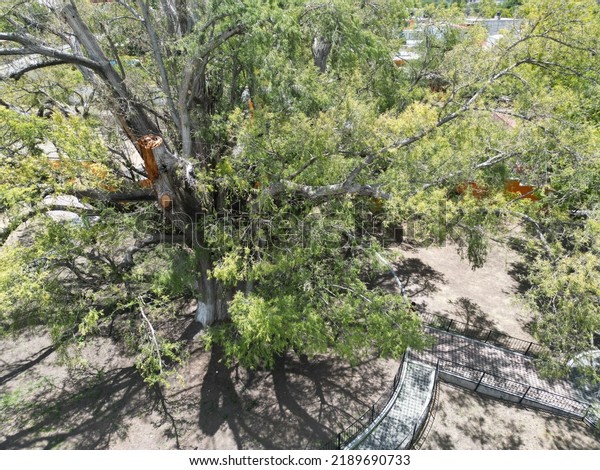 Second Oldest Tree Mexico El Sabino Stock Photo 2189690733 | Shutterstock