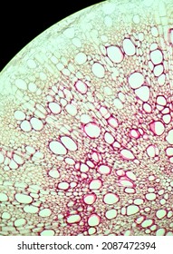 2,509 Roots microscopic Images, Stock Photos & Vectors | Shutterstock