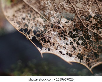 68 Half decomposed leaf Images, Stock Photos & Vectors | Shutterstock