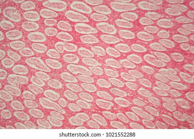 Section Mouse Kidney Under Microscope Stock Photo 1021552288 | Shutterstock