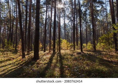 5,462 Underbrush forest Images, Stock Photos & Vectors | Shutterstock