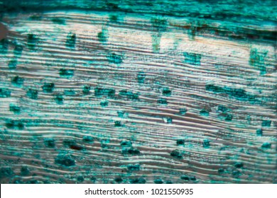 940 Microscopic tree cells Images, Stock Photos & Vectors | Shutterstock