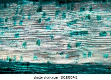 Try our API - Shutterstock