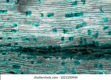 Try our API - Shutterstock