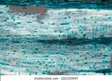 Try our API - Shutterstock