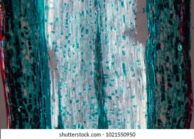 Try our API - Shutterstock