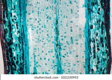 423 Wood micrograph Images, Stock Photos & Vectors | Shutterstock