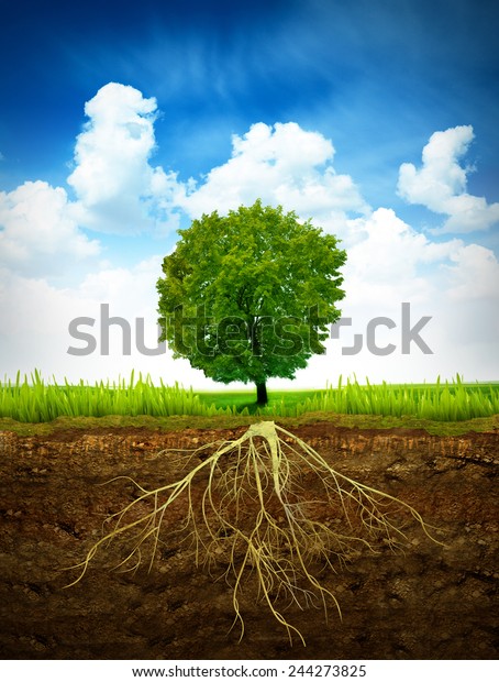 Section Soil Showing Root Tree Stock Photo (Edit Now) 244273825