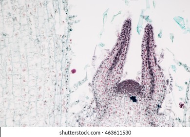 111 Apical meristem Images, Stock Photos & Vectors | Shutterstock