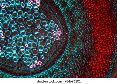Section Trough Fern Root Under Microscope Stock Photo 784696201 ...