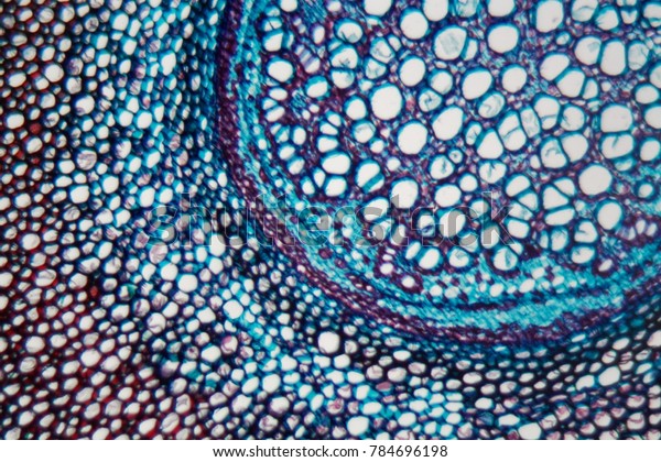 Section Trough Fern Root Under Microscope Stock Photo (Edit Now) 784696198