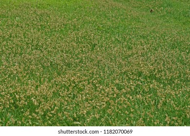 Sedges Infested Field Stock Photo 1182070069 | Shutterstock