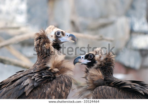 See Eagles Stock Photo 33524464 | Shutterstock