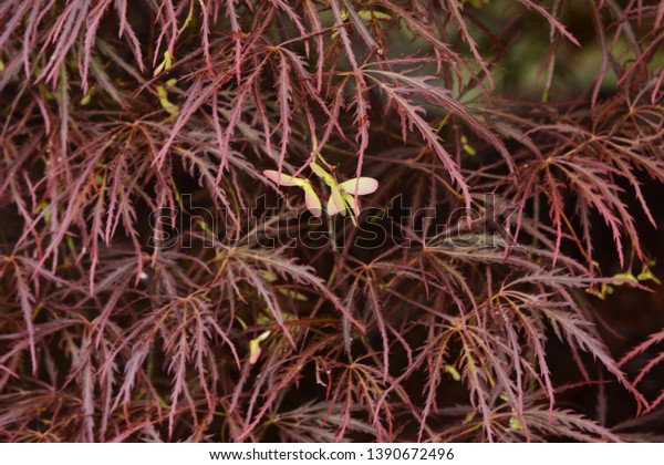 Seed Maple Shape Propeller Stock Photo 1390672496 | Shutterstock
