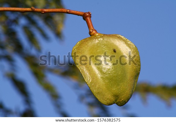 Seed Pod Jacaranda Tree Stock Photo 1576382575 | Shutterstock