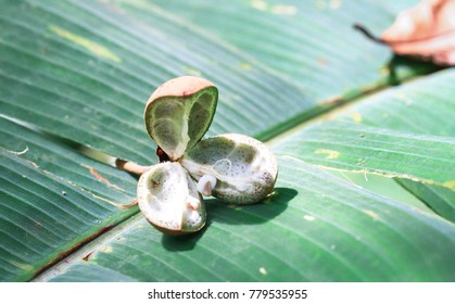 Seed Pod Which Has Split Open Stock Photo 779535955 | Shutterstock