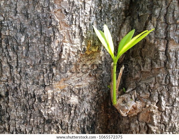 Seeding On Tree Bark Stock Photo (Edit Now) 1065572375