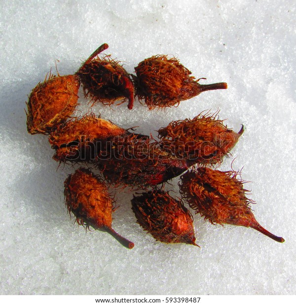 Seeds Beech Common Beech Fagus Sylvatica Stock Photo 593398487 ...