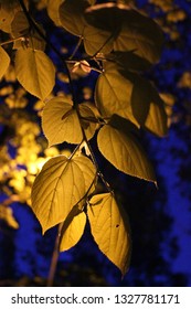 Seethrough Pattern Background Light Tree Leaves Stock Photo 1327781171 ...