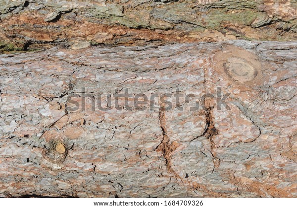 Segment Tree Trunk Detail Stock Photo 1684709326 | Shutterstock