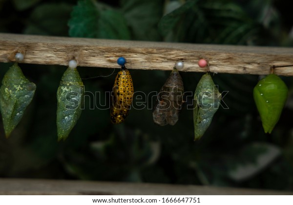 Selection Different Chrysalis Cocoons Insects Butterflies Stock Photo ...