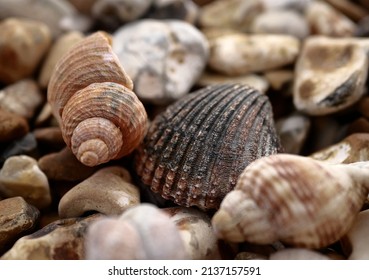 8,412 Shell select Images, Stock Photos & Vectors | Shutterstock