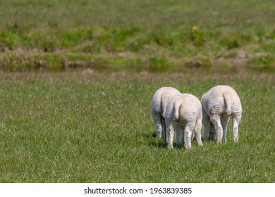 4,623 Lamb back Images, Stock Photos & Vectors | Shutterstock