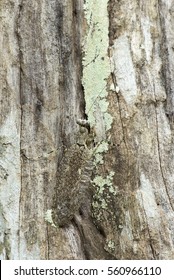 158 Tarachodidae Images, Stock Photos & Vectors | Shutterstock