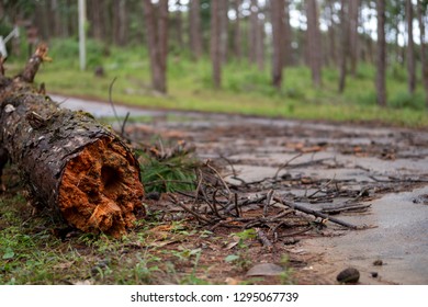 Selective Focus Broken Pine Tree By Stock Photo 1295067739 | Shutterstock