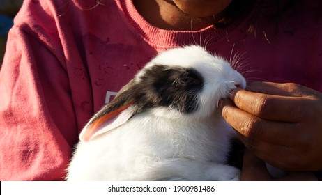636 Indian rabbit Stock Photos, Images & Photography | Shutterstock