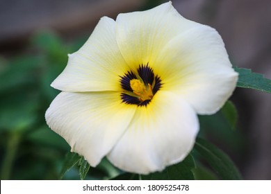 113 Yolanda flower Images, Stock Photos & Vectors | Shutterstock