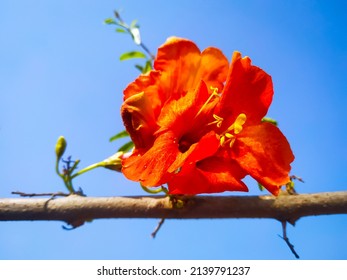 33 imágenes de Rohida flowers tree - Imágenes, fotos y vectores de ...