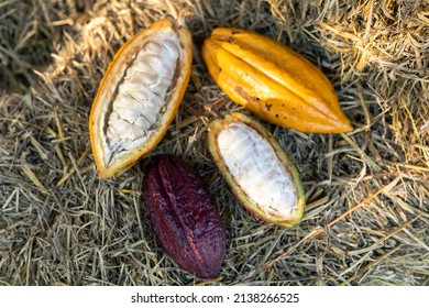 1,043 Cocoa pulp Images, Stock Photos & Vectors | Shutterstock