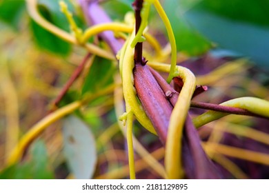 Selective Focus Cuscuta Dodder Amarbel On Stock Photo 2181129895 ...