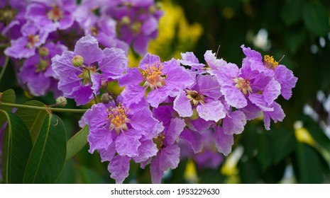 594 Jarul flower Images, Stock Photos & Vectors | Shutterstock