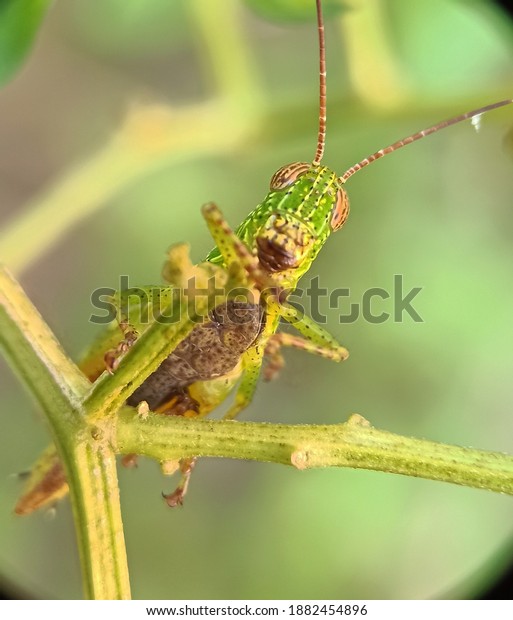 Selective Focus Grasshopper Image Blur Backgroundimage Stock Photo ...