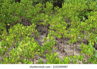 Selective Focus Mangrove Sapling On Beach Stock Photo 2155390987 ...