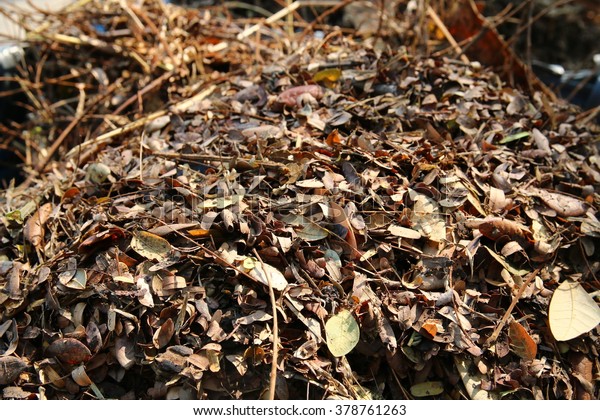 Selective Focus On Dry Leaf Group Stock Photo (Edit Now) 378761263