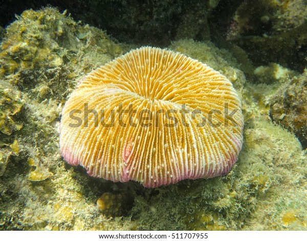 Selective Focus On Polyp Mushroom Coral Stock Photo (Edit Now) 511707955
