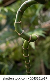 1,257 Curly bamboo Images, Stock Photos & Vectors | Shutterstock
