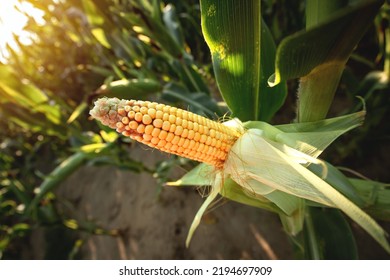 2,163 Sunset corn field picture Images, Stock Photos & Vectors ...