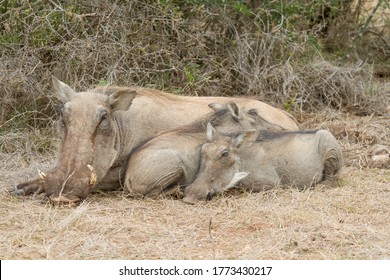 2,107 Warthog family Images, Stock Photos & Vectors | Shutterstock