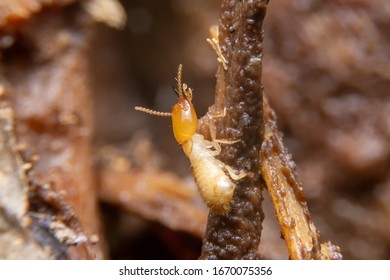 12,911 White termite Images, Stock Photos & Vectors | Shutterstock