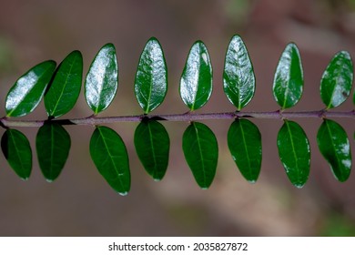 30 Cotoneaster Microphyllus Images, Stock Photos & Vectors | Shutterstock